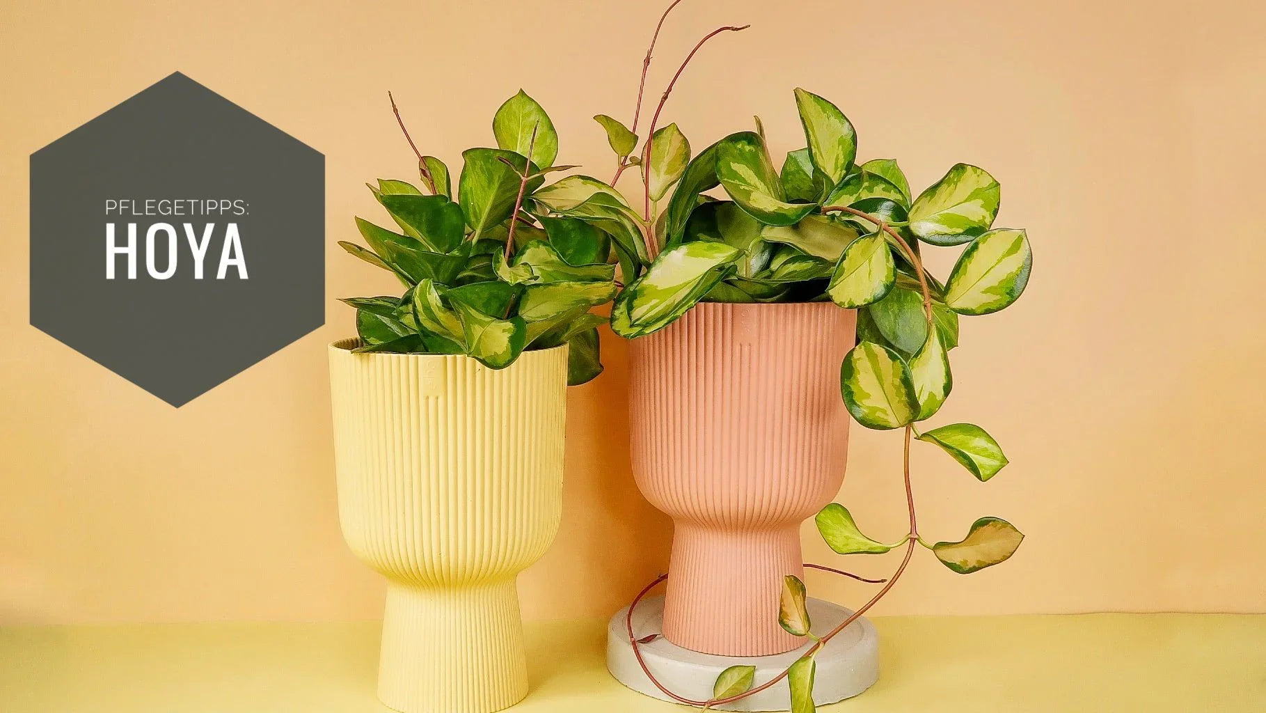 HOYA PFLEGE: PFLEGETIPPS FÜR DEINE GESUNDE PFLANZE– potflourri HOYA PFLEGE: PFLEGETIPPS FÜR DEINE GESUNDE PFLANZE– potflourri