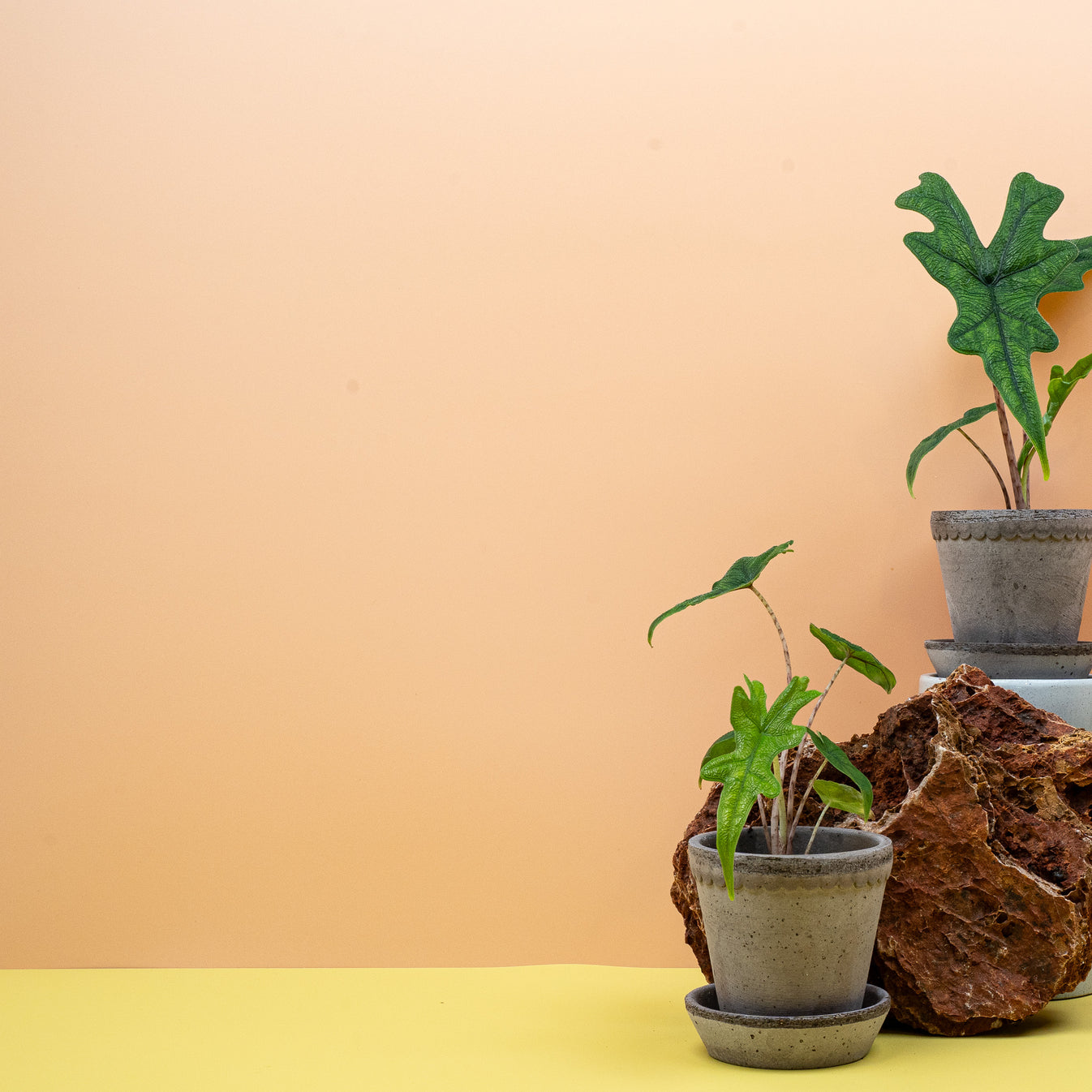 ALOCASIA JACKLYN online kaufen bei potflourri