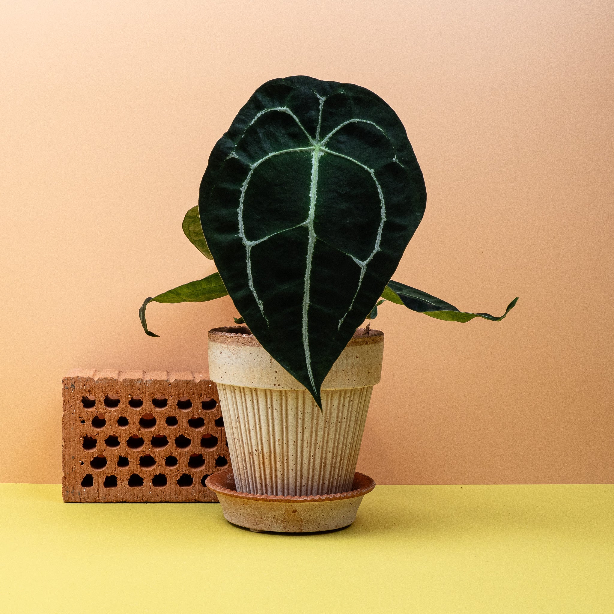 ANTHURIUM FORGETTI kaufen bei potflourri