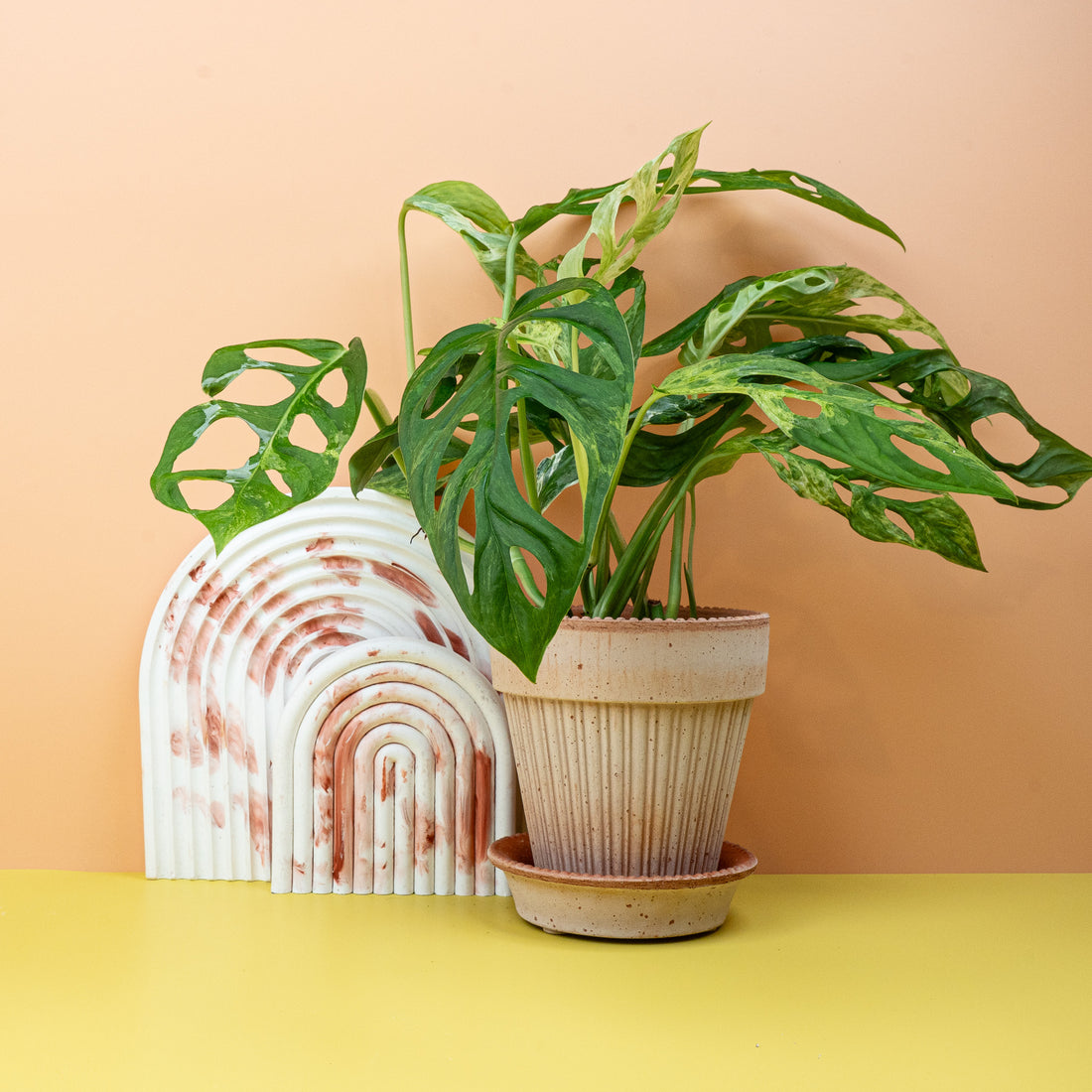 MONSTERA INDONESIAN MARBLE online kaufen bei potflourri