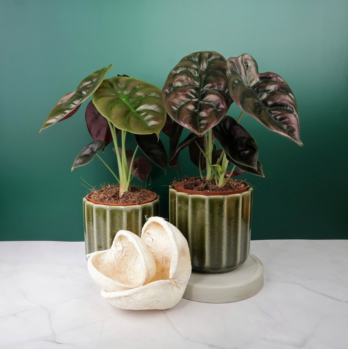 ALOCASIA online kaufen bei potflourri