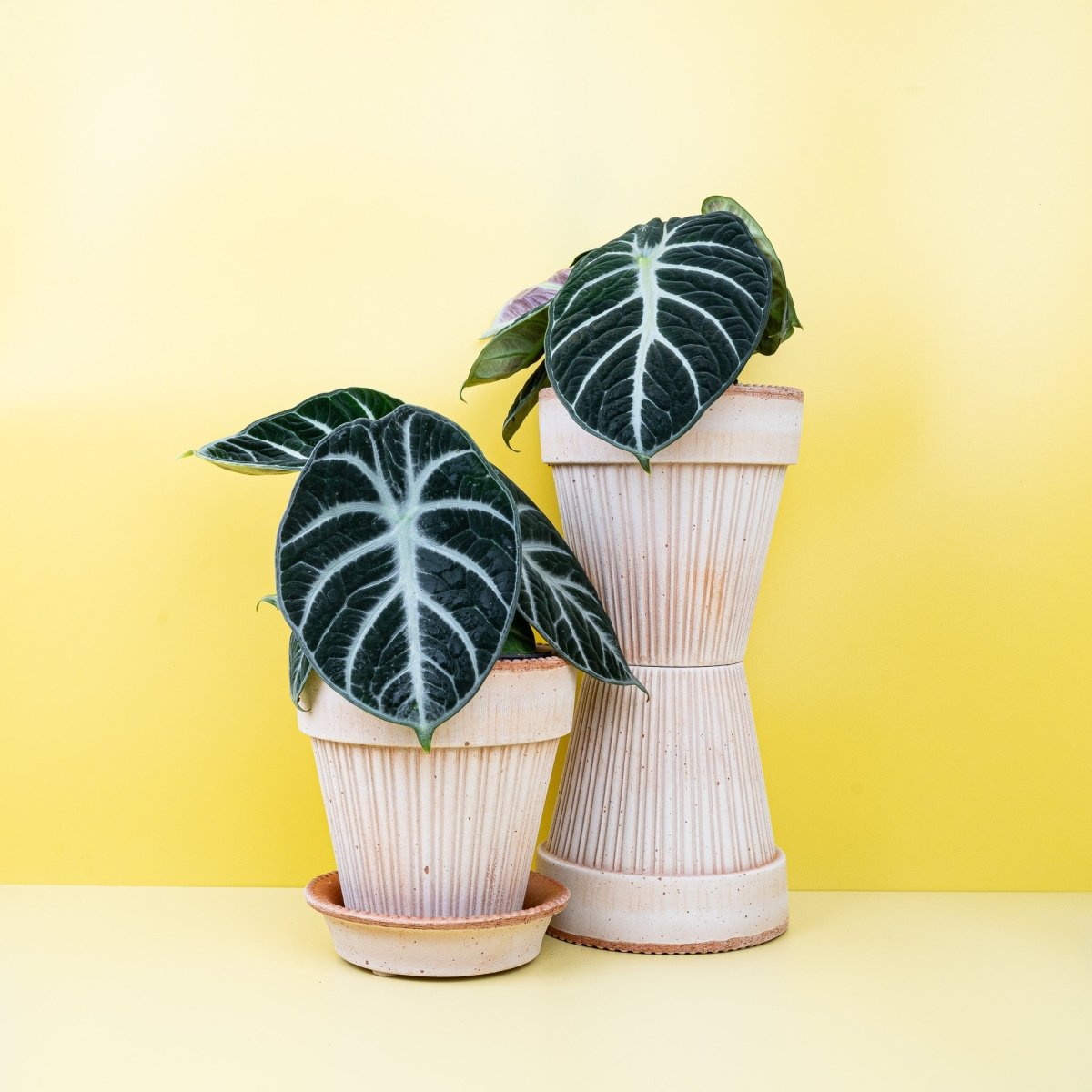 ALOCASIA NINJA online kaufen bei potflourri