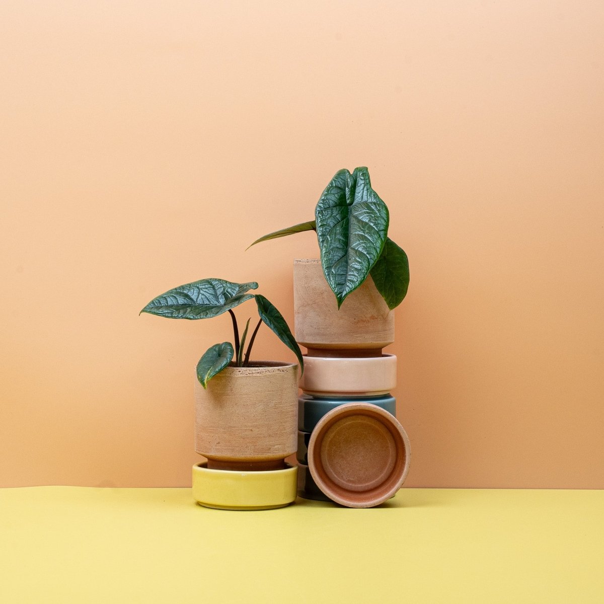 ALOCASIA SCALPRUM online kaufen bei potflourri