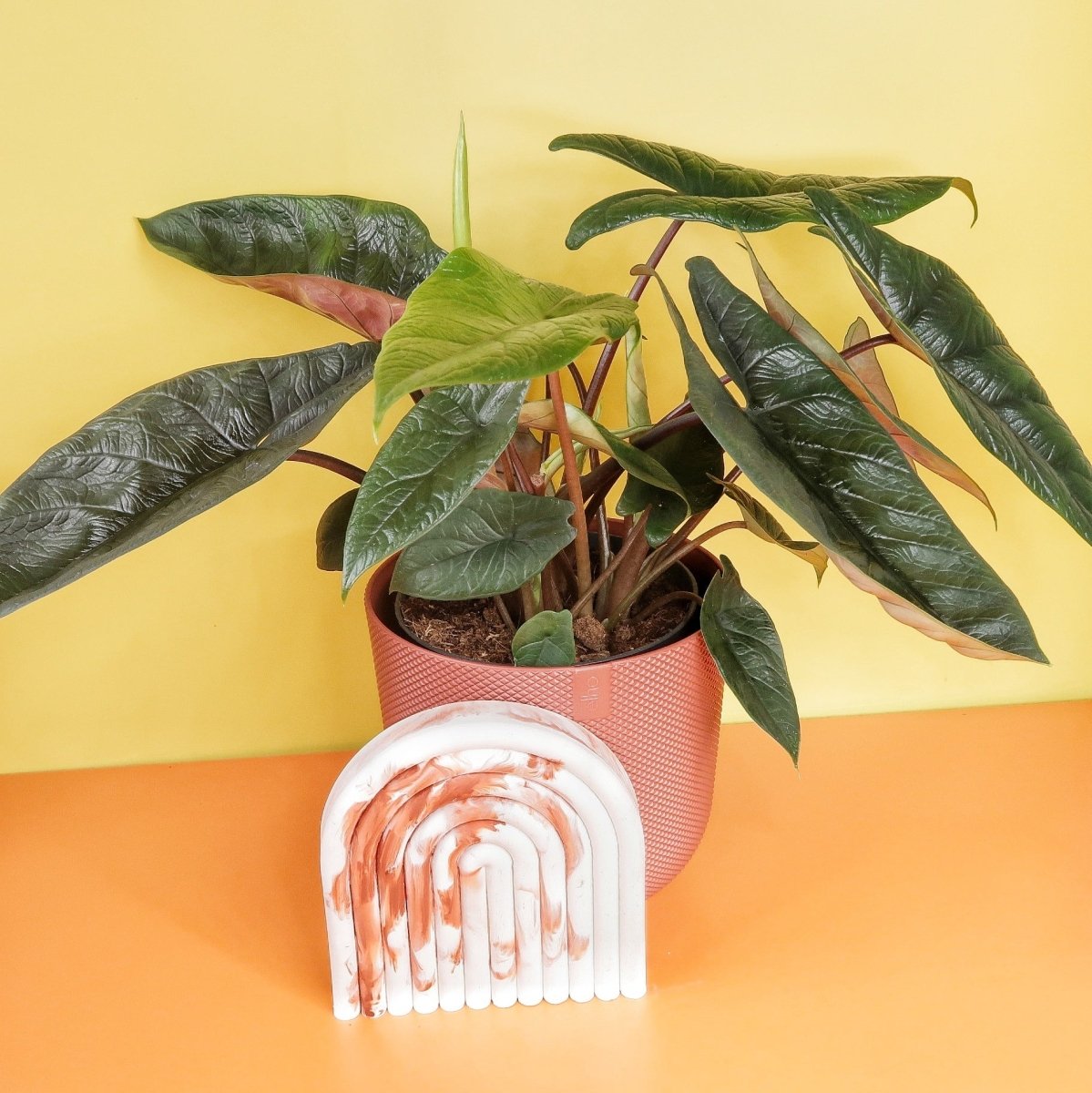 ALOCASIA SCALPRUM online kaufen bei potflourri