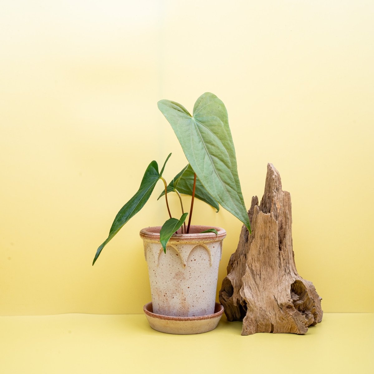 ANTHURIUM MAGNIFICUM X GIGI kaufen bei potflourri