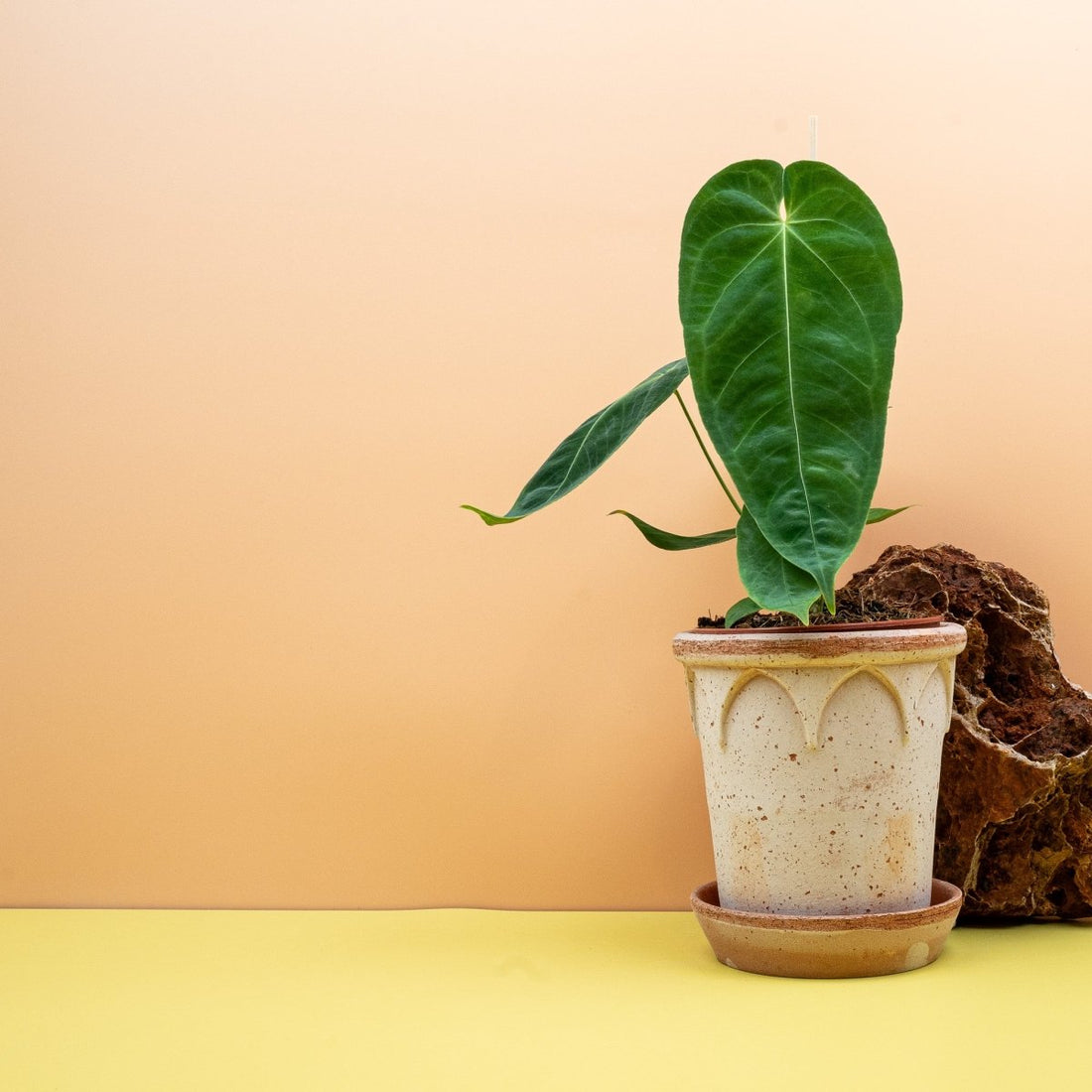 ANTHURIUM QUEREMALENSE online kaufen bei potflourri