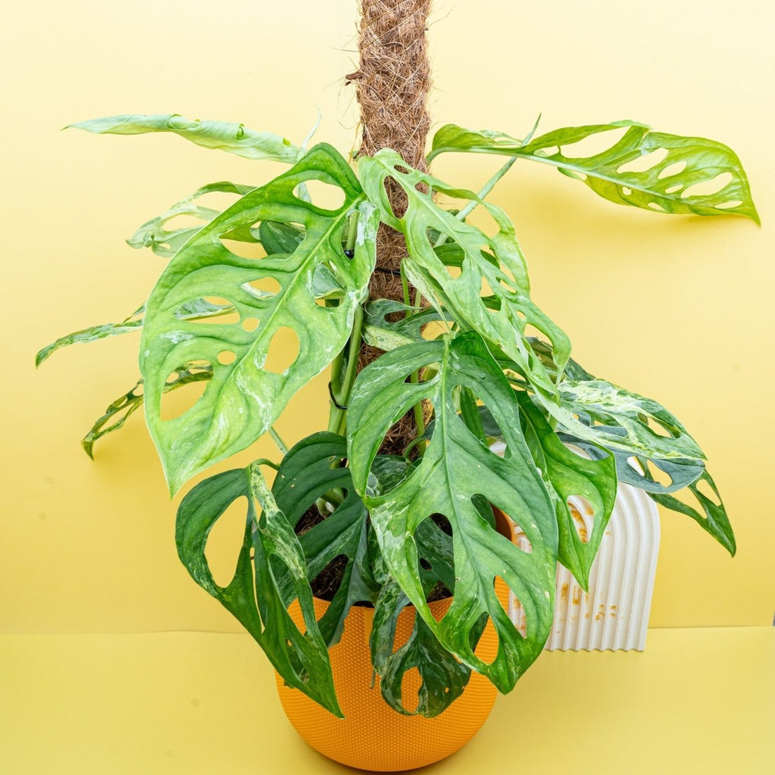 MONSTERA INDONESIAN MARBLE online kaufen bei potflourri