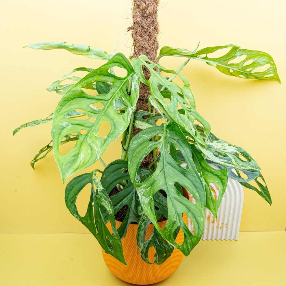 MONSTERA INDONESIAN MARBLE online kaufen bei potflourri