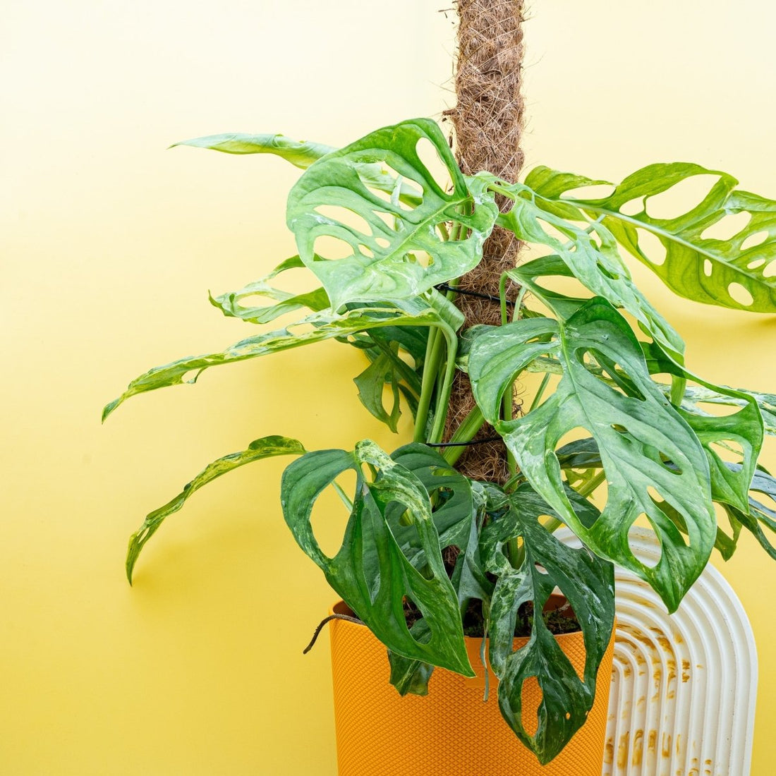 MONSTERA INDONESIAN MARBLE online kaufen bei potflourri