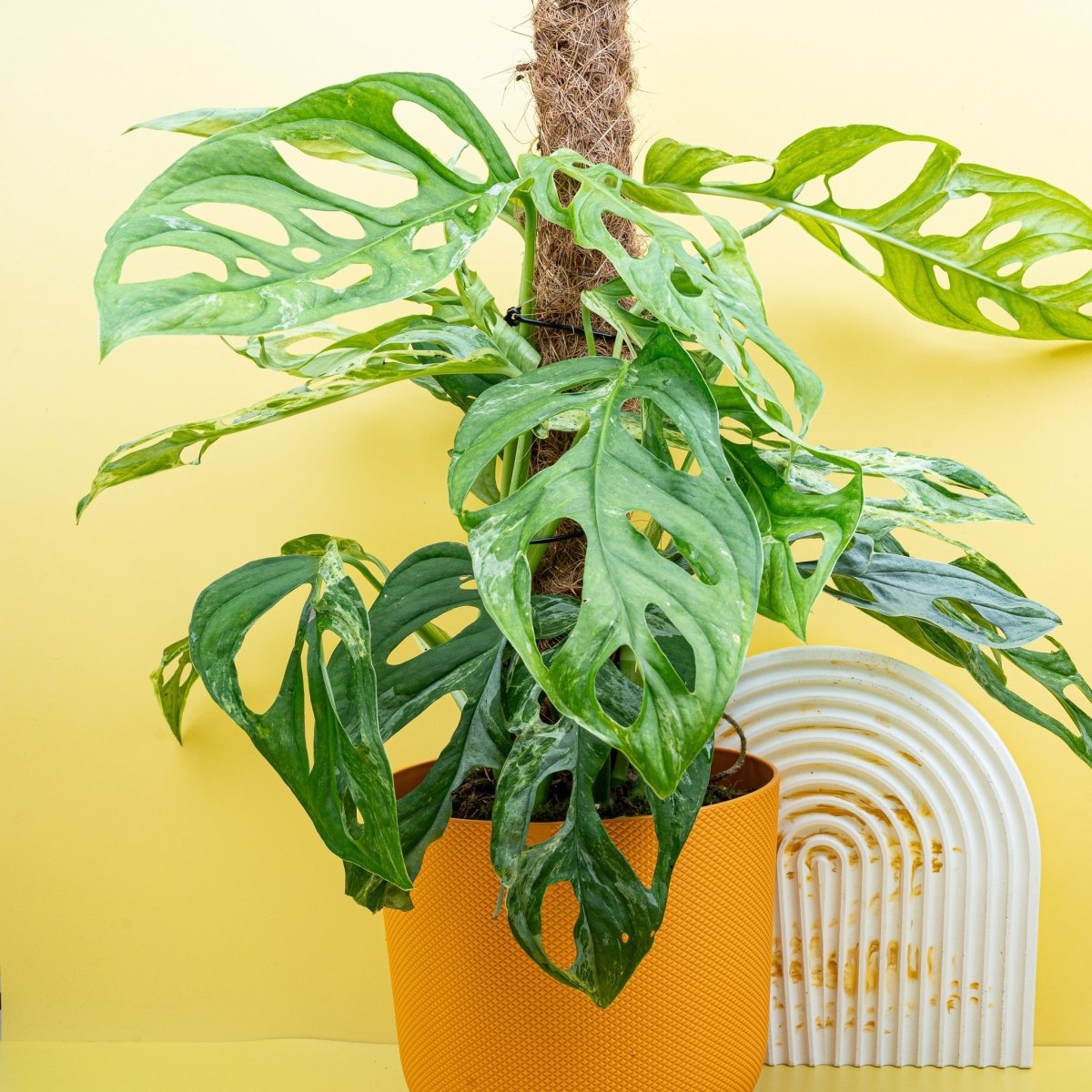 MONSTERA INDONESIAN MARBLE online kaufen bei potflourri