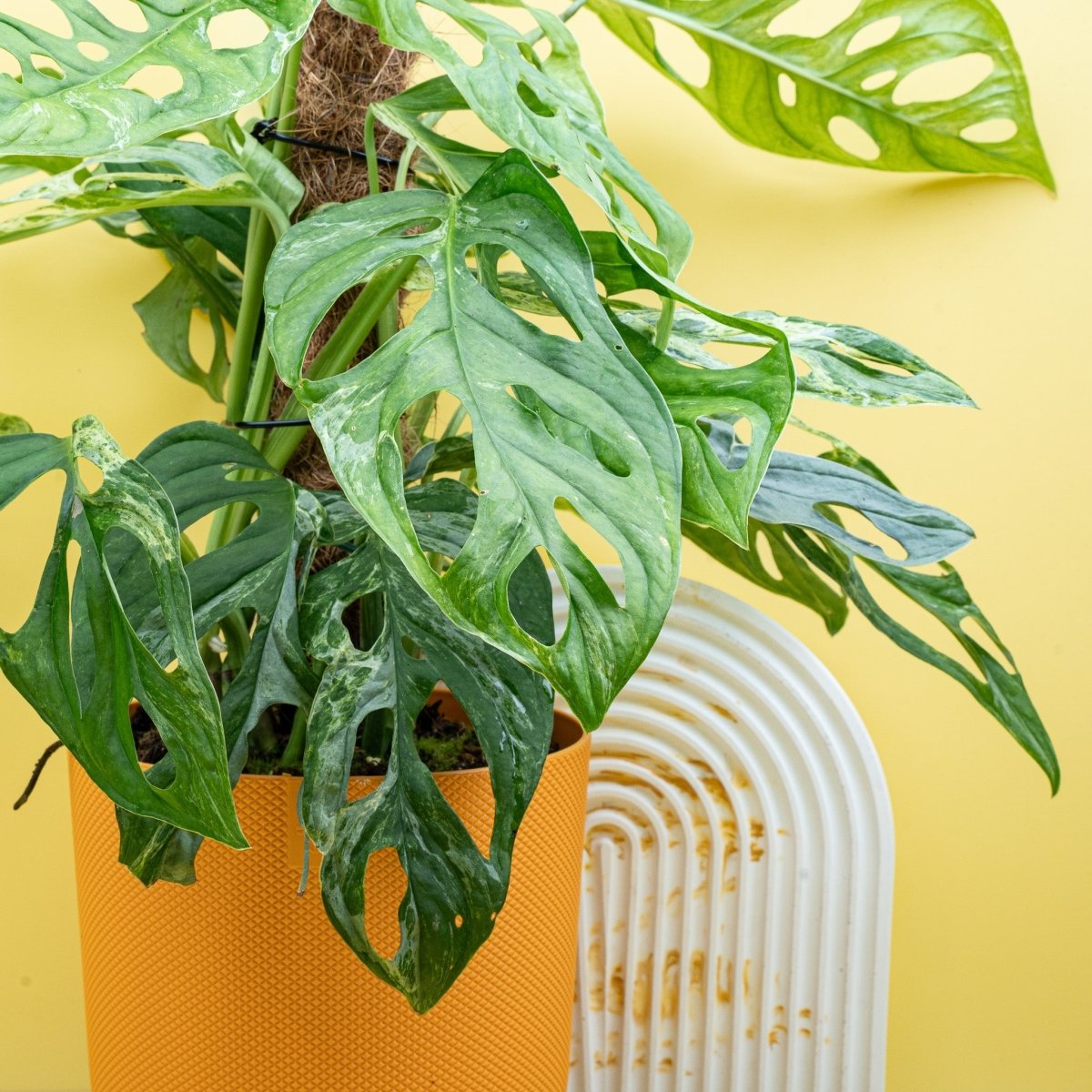 MONSTERA INDONESIAN MARBLE online kaufen bei potflourri