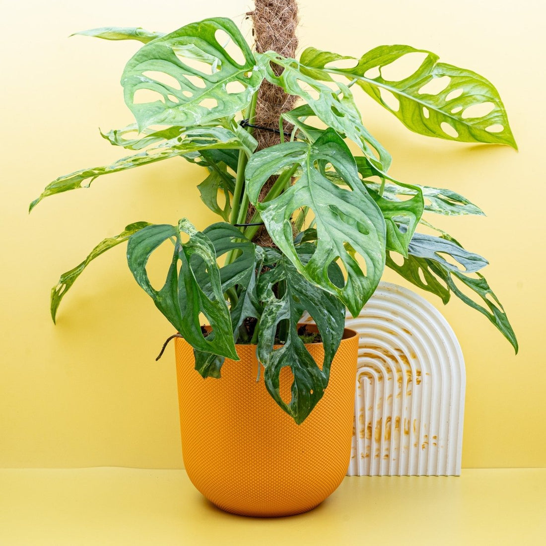 MONSTERA INDONESIAN MARBLE online kaufen bei potflourri