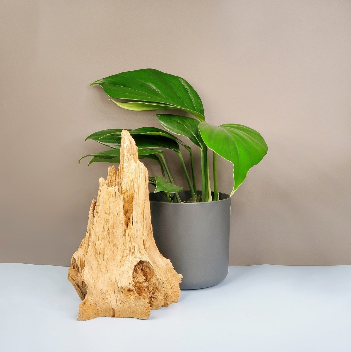 PHILODENDRON DRAGON TAIL online kaufen bei potflourri
