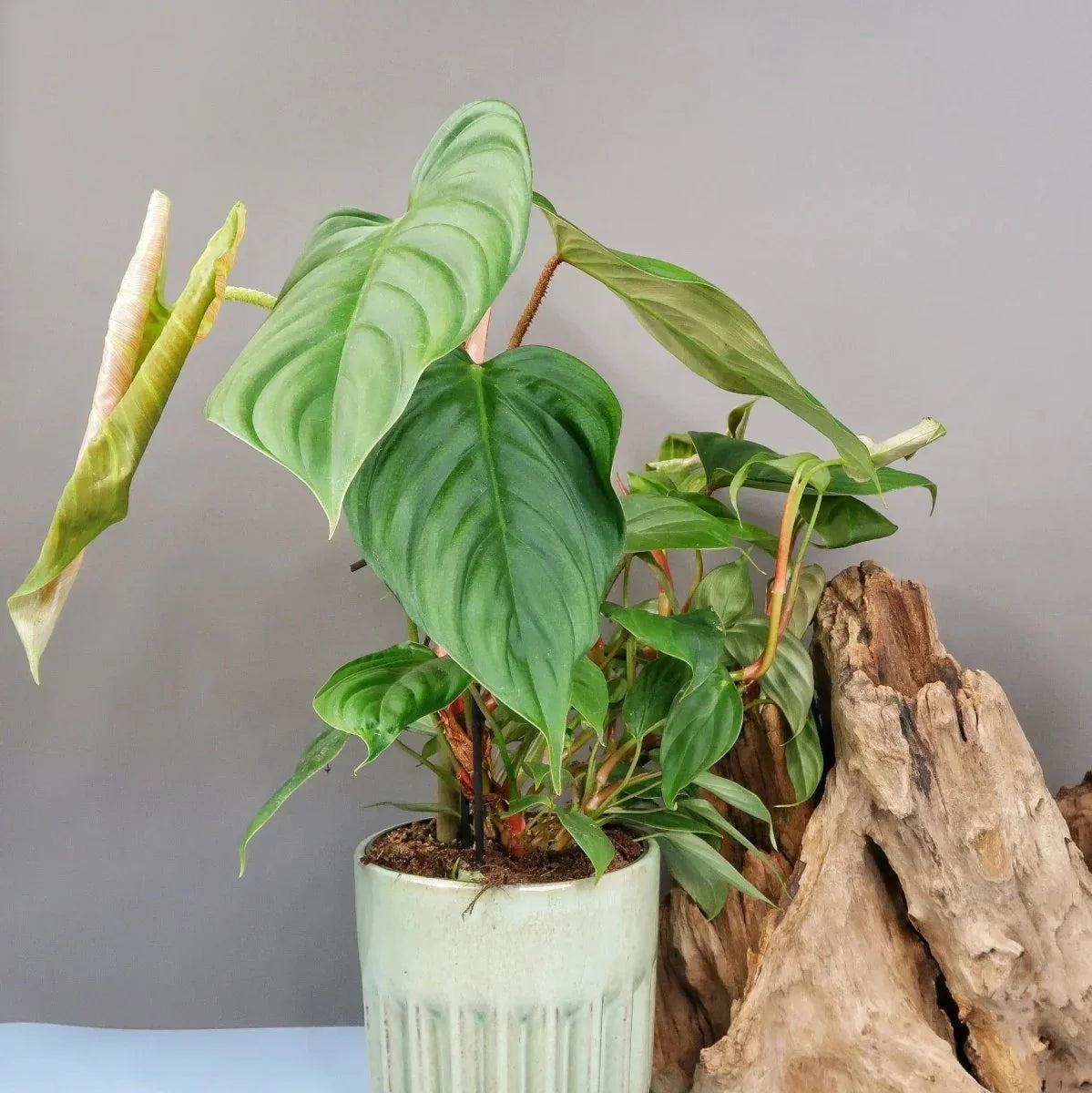PHILODENDRON FUZZY PETIOLE online kaufen bei potflourri