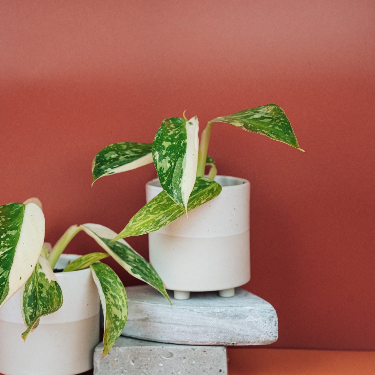 PHILODENDRON JOSE BUONO online kaufen bei potflourri