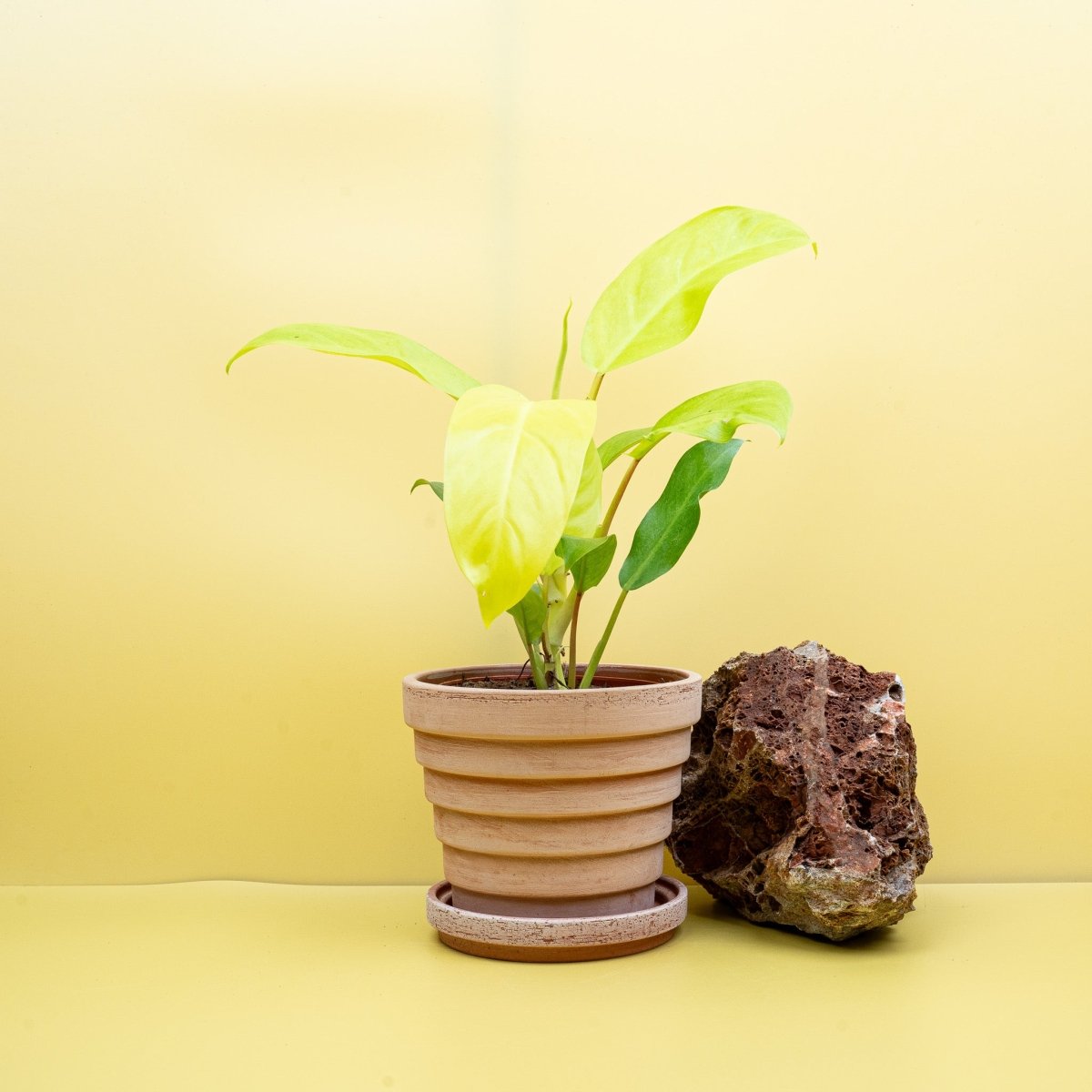 PHILODENDRON MALAY GOLD online kaufen bei potflourri
