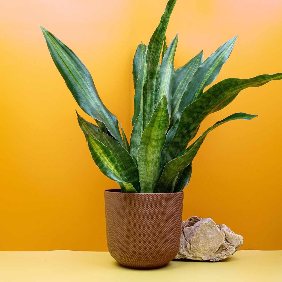 SANSEVIERIA NITE LITE online kaufen bei potflourri