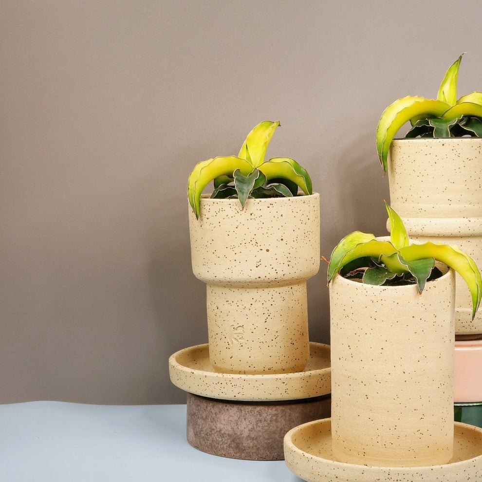 SANSEVIERIA STAR CANARY online kaufen bei potflourri